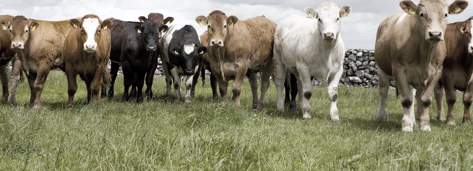 Kepak - More Than Meat