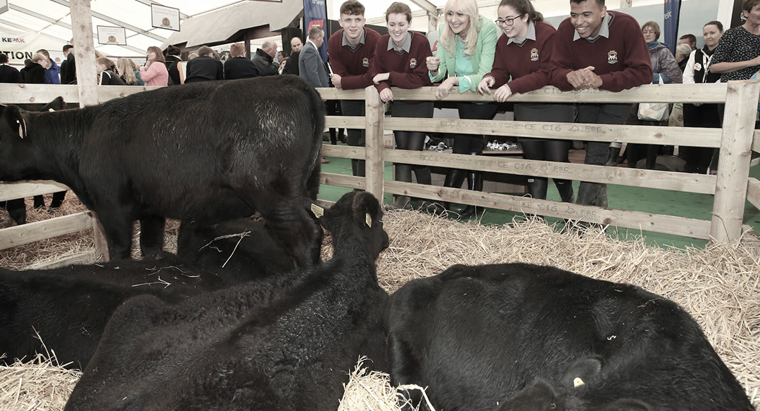Why visit the Irish Angus Producer Group at the Ploughing? - Kepak